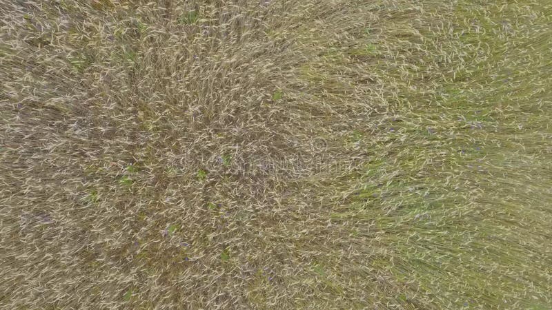 Top-down Aerial View of Zigzag Patterns in Wheat Fields Stock Video ...