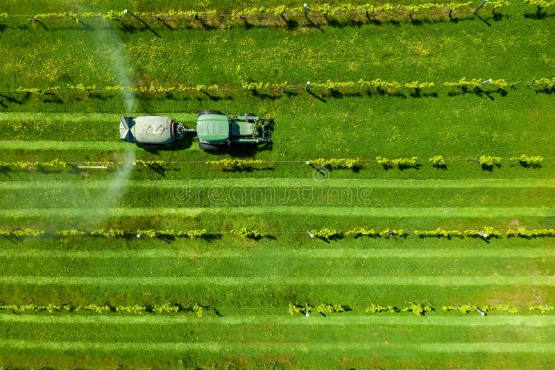 Overhead Drone Shot of a Tractor Watering a Bright Green Vineyard Stock ...