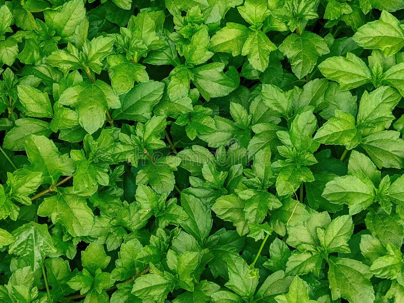 Overhead Image of Fresh Green Leaf Background with Multiple Leaves ...