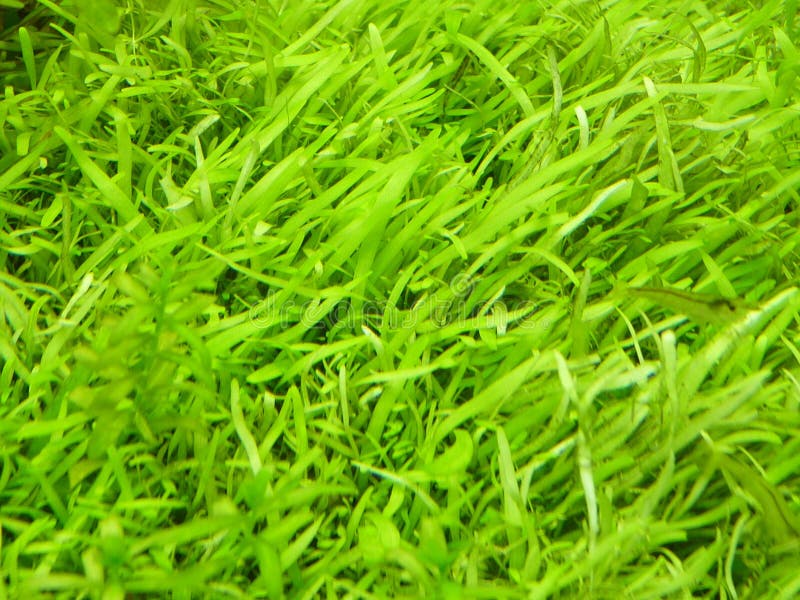 Overhead Macro Shot of Green Grass at a Daytime - Perfect for ...