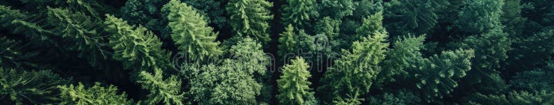 Aerial View of Group of Trees Stock Illustration - Illustration of ...
