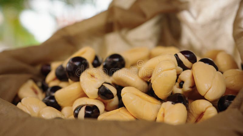 Overhead Perspective of Jamaican Hand-selected Ackee Fruit, Utilized in ...
