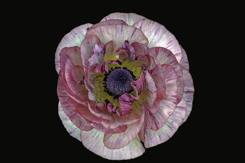 White with Lavender Ranunculus Flower Stock Image - Image of isolated ...