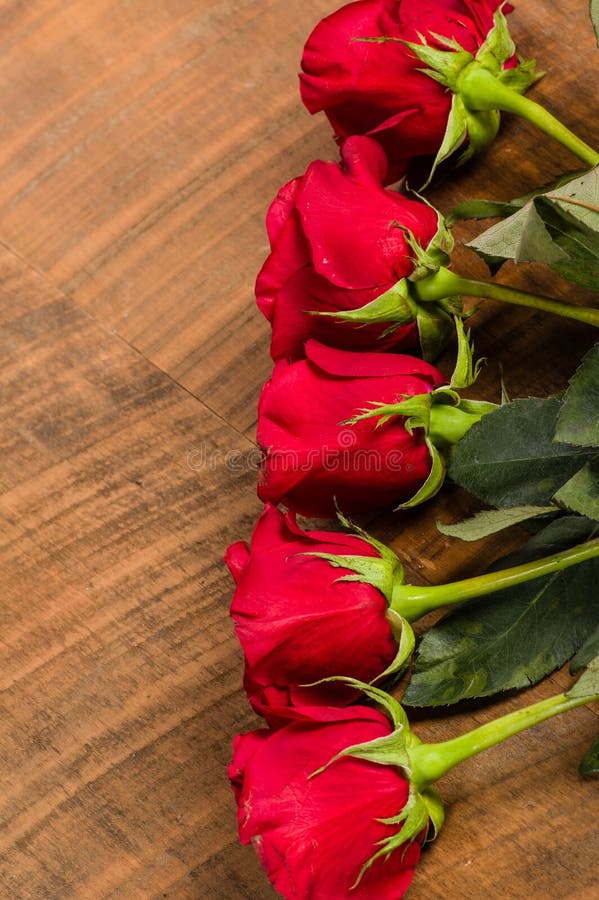 Overhead of row of roses stock photo. Image of romantic - 48963924