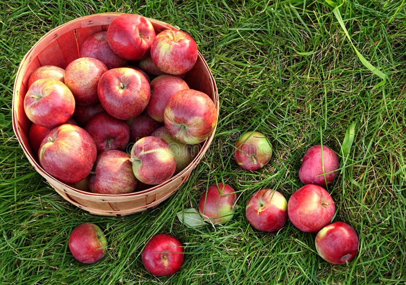 Overhead Shot of a Basket of Freshly Picked Apples Stock Photo - Image ...