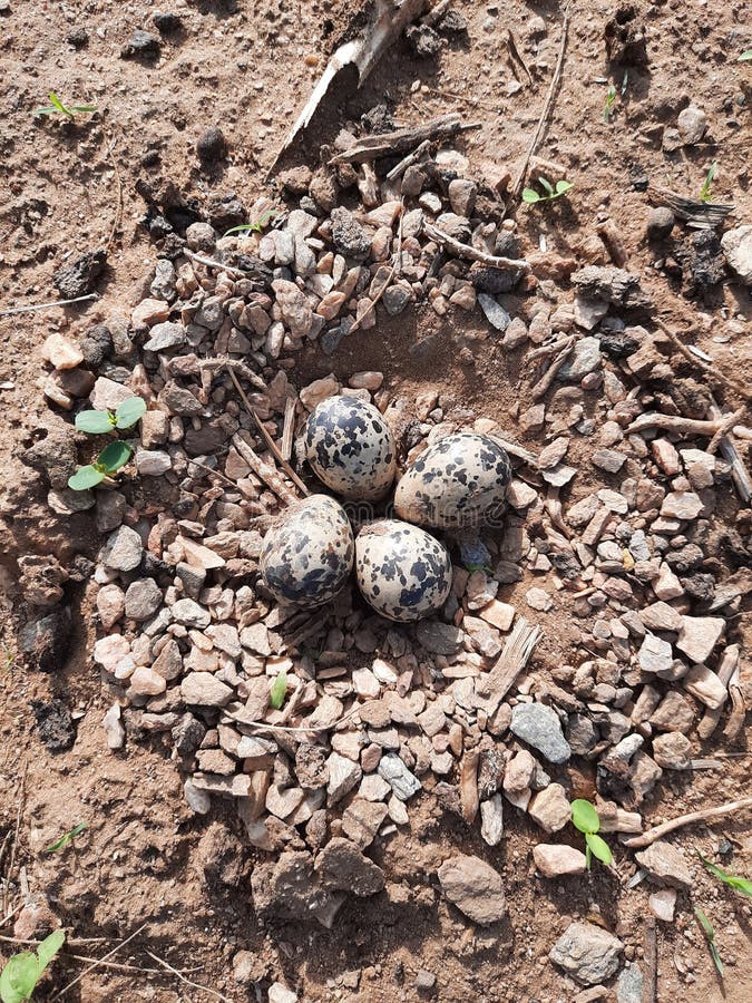 Overhead Shot of Bird Eggs on the Ground Under Sunlight Stock Photo ...