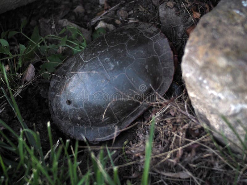 Overhead Shot of a Brown Turtle Shell Hidden on a Park Floor Stock ...