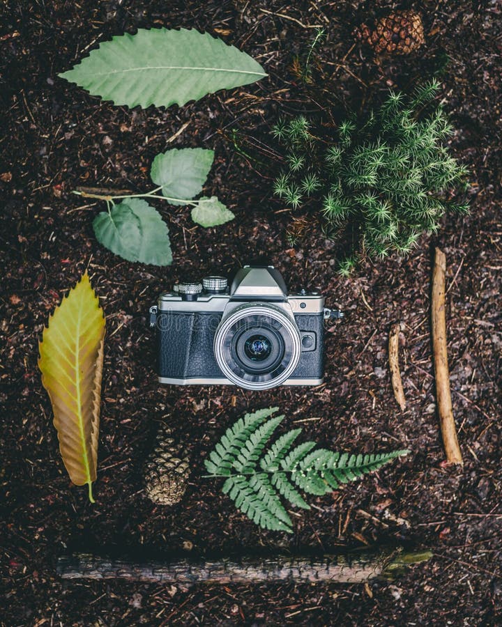 Overhead Shot of a Camera and Elements of Nature on the Ground - Nature ...