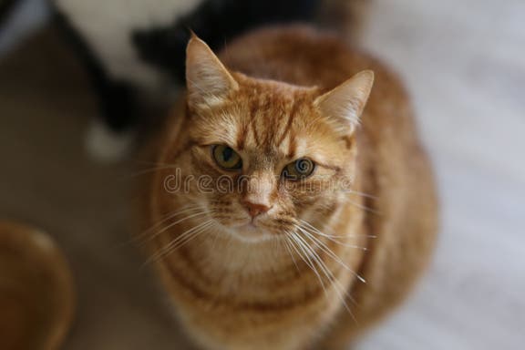Overhead Shot of a Cute Ginger Cat Looking at the Camera. Stock Image ...