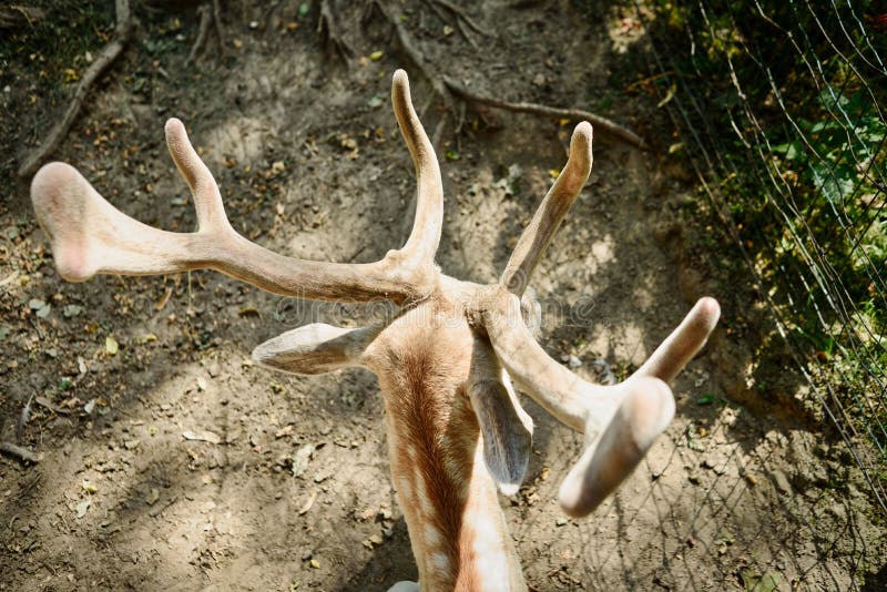 Overhead Shot of a Deer with Beautiful Antlers in a Zoo Stock Image ...