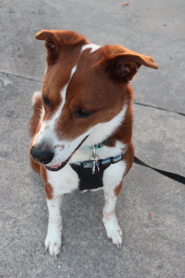 Overhead Shot - Dog Sitting Outside Smiling in the Day Stock Photo ...