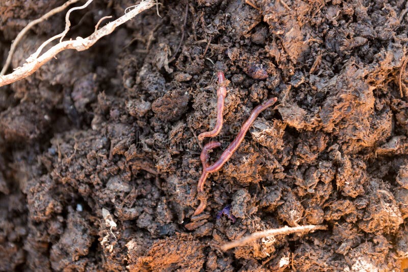 Overhead Shot of Earthworms on Ground Stock Photo - Image of closeup ...