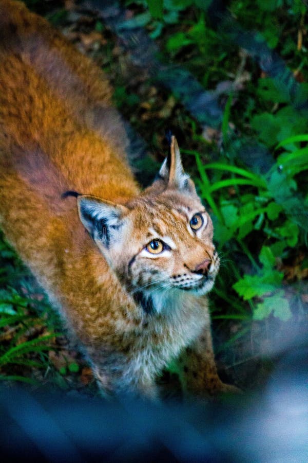 Overhead Shot of a Eurasian Lynx Looking Up Stock Image - Image of ...