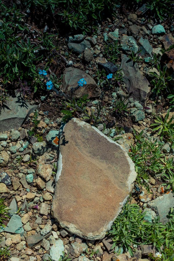 Overhead Shot of a Flat Rock in a Forest Surrounded by Small Rocks ...