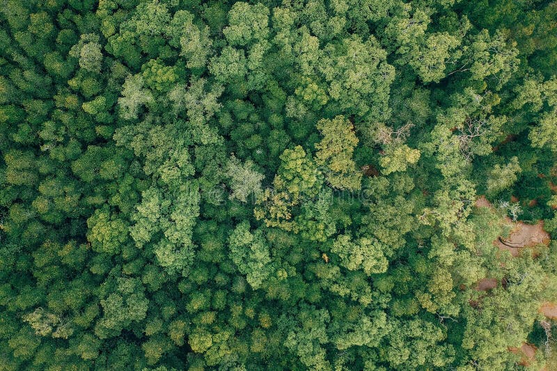 Overhead Shot of a Forest Full of Trees on a Daylight Stock Image ...