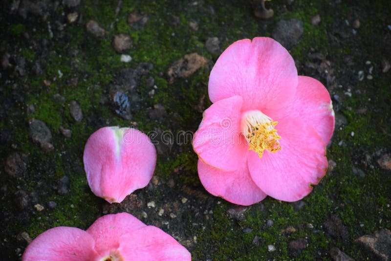 Overhead Shot of a Light Pink Flower on a Mossy Ground Stock Image ...