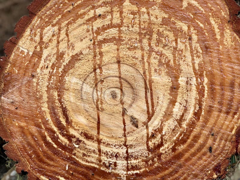 Overhead Shot of a Log Cut from the Middle Stock Image - Image of ...