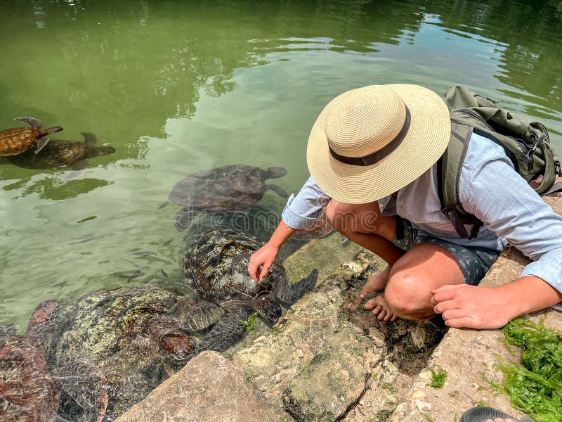 Overhead Shot of a Man in a Straw Hat Petting Turtles on the Shore ...