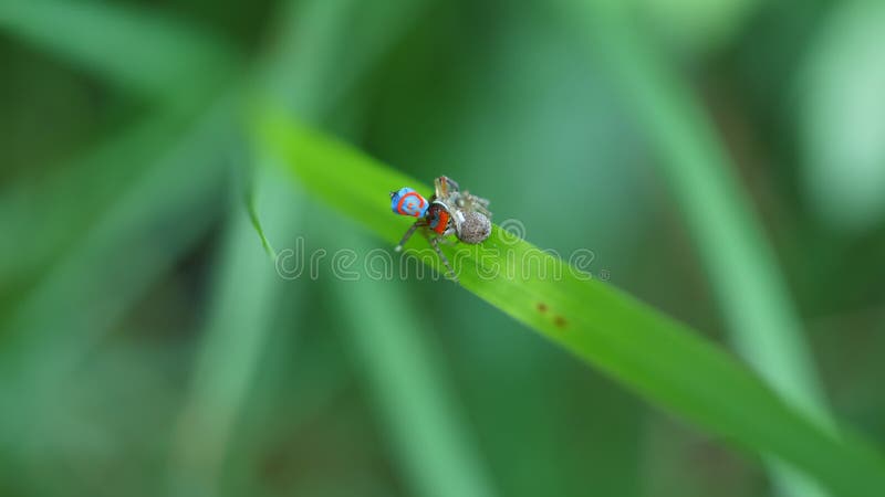 Overhead Shot of a Maratus Splendens Peacock Spider Mating Stock Video ...