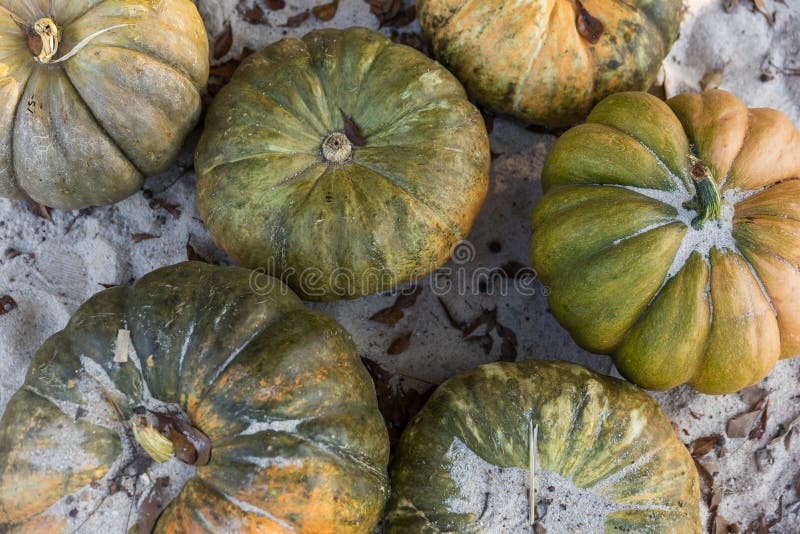 Overhead Shot of a Rustic Pumpkin Patch with Rows of Pumpkins in Autumn ...