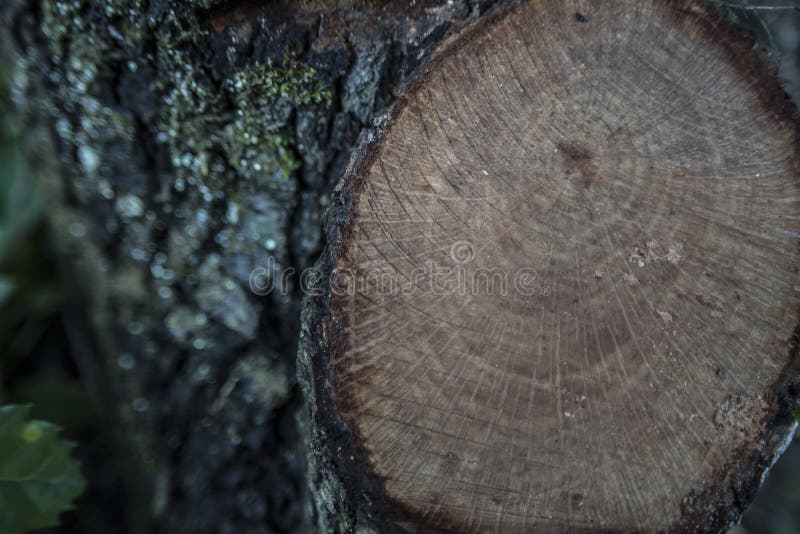 Overhead Shot of a Tree Stump on the Ground Stock Image - Image of ...