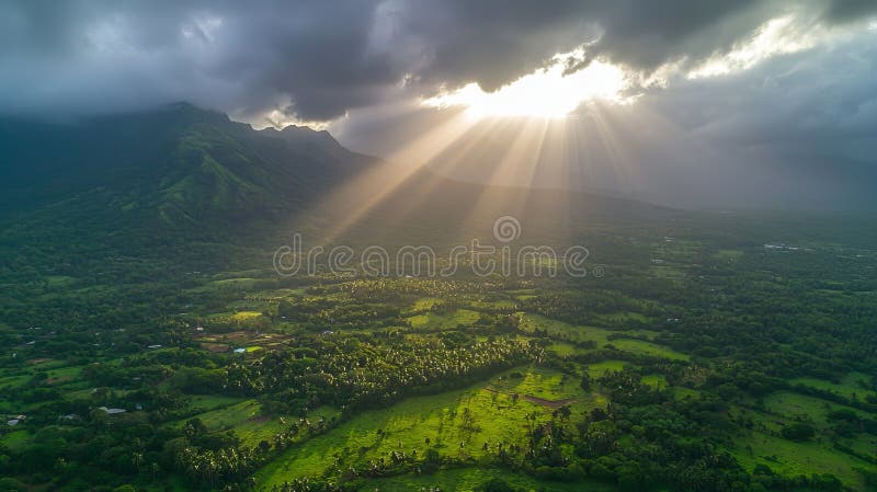 An Overhead Shot of a Vibrant Forest, Featuring Fog and Sunlight ...