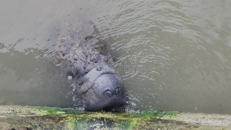 Overhead Shot of West Indian Manatee in the Water Stock Footage - Video ...