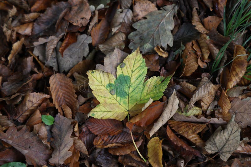 Overhead Shot of a Yellow Leaf Surrounded by Brown Leaves in the Forest ...