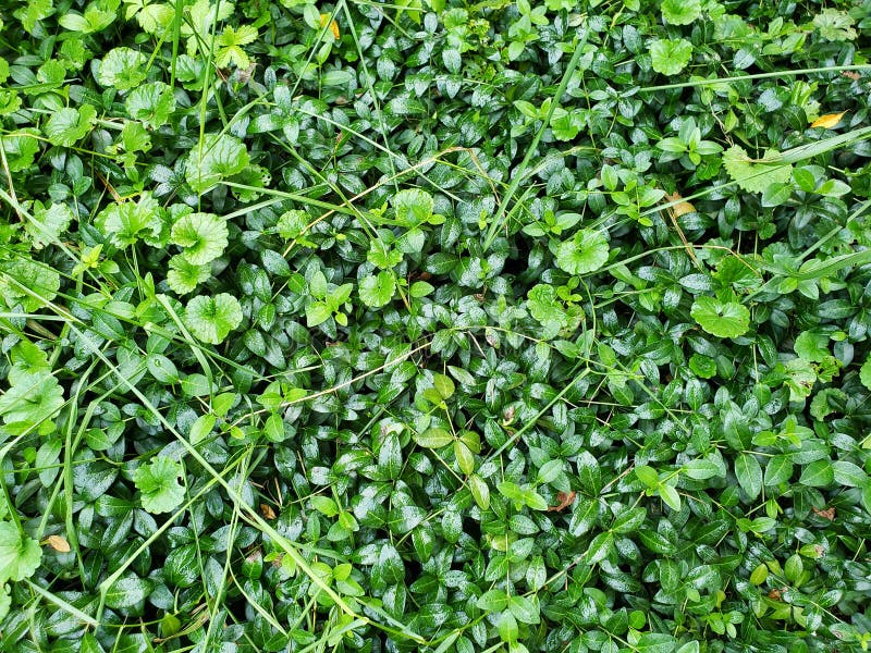 Overhead Texture of Grass Field Stock Photo - Image of plant, soil ...