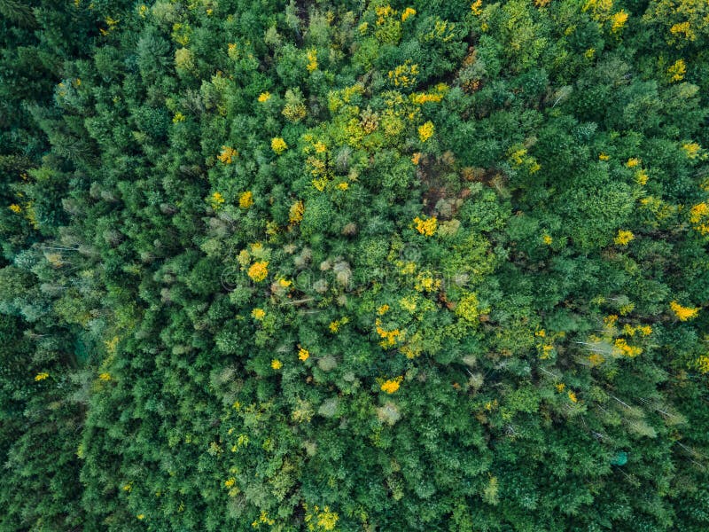 Overhead Top View of Pine Tree Forest Stock Photo - Image of fresh ...
