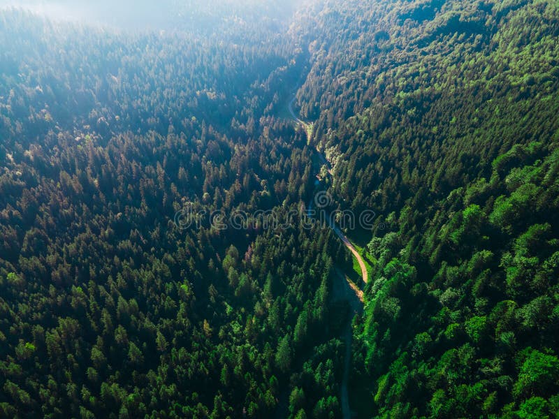 Overhead Top View Summer Forest in Mountains Stock Photo - Image of ...