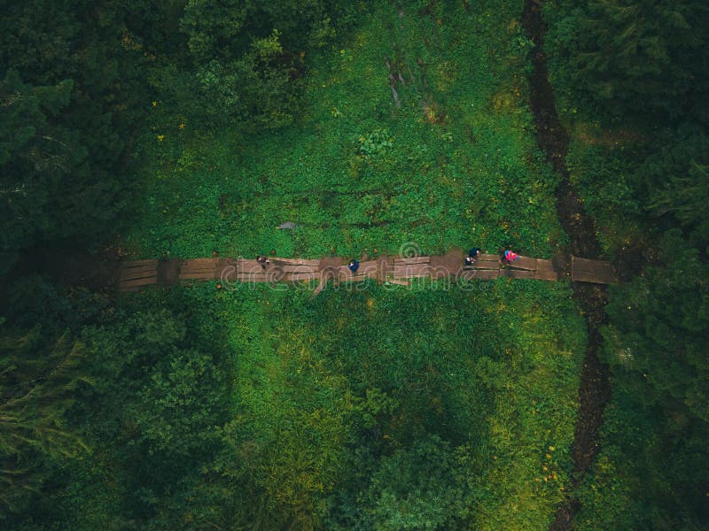 Overhead Top View of Trail in the Forest Stock Photo - Image of travel ...