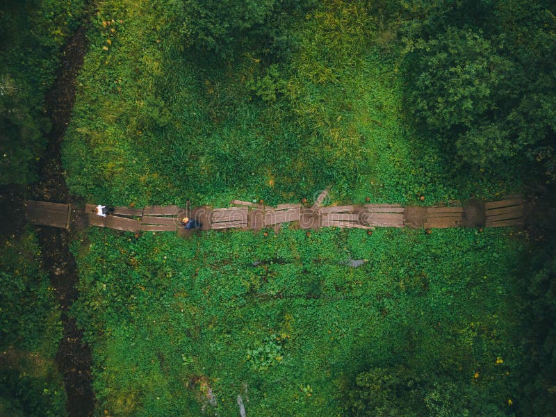 Overhead Top View of Trail in the Forest Stock Photo - Image of leaf ...