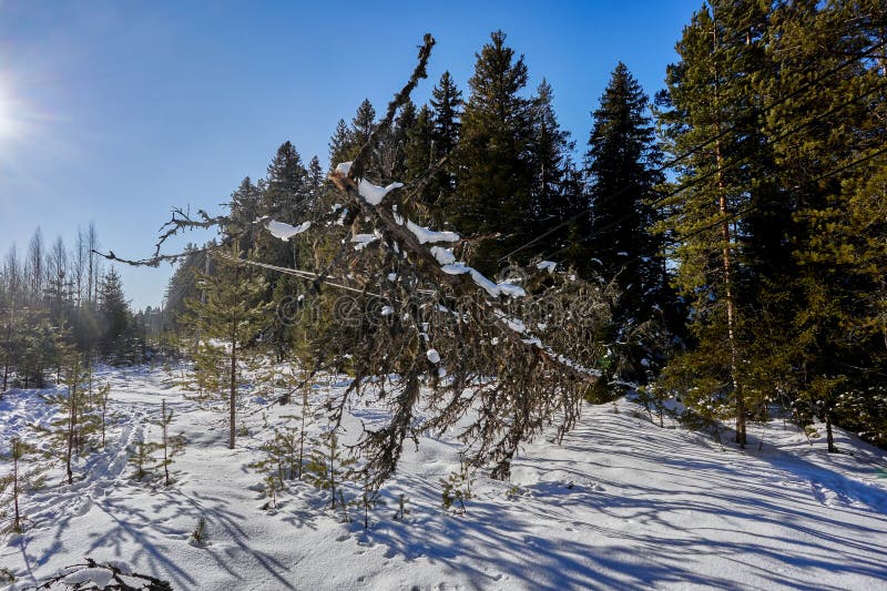 Electrocution Risk Substantial Fallen Tree Touches High Voltage Lines ...