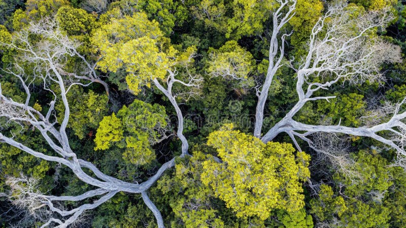 Overhead Tree Canopy View with Green and Light Branching Trunks Stock ...