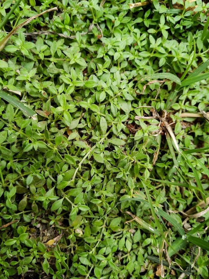 Overhead Vertical Shot of Different Kinds of Grass Gathered in One ...