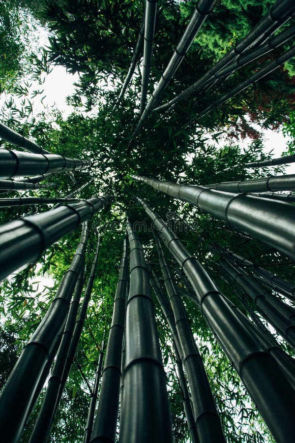 Overhead Vertical Shot of Green Bamboo Trees - Perfect for Mobile ...
