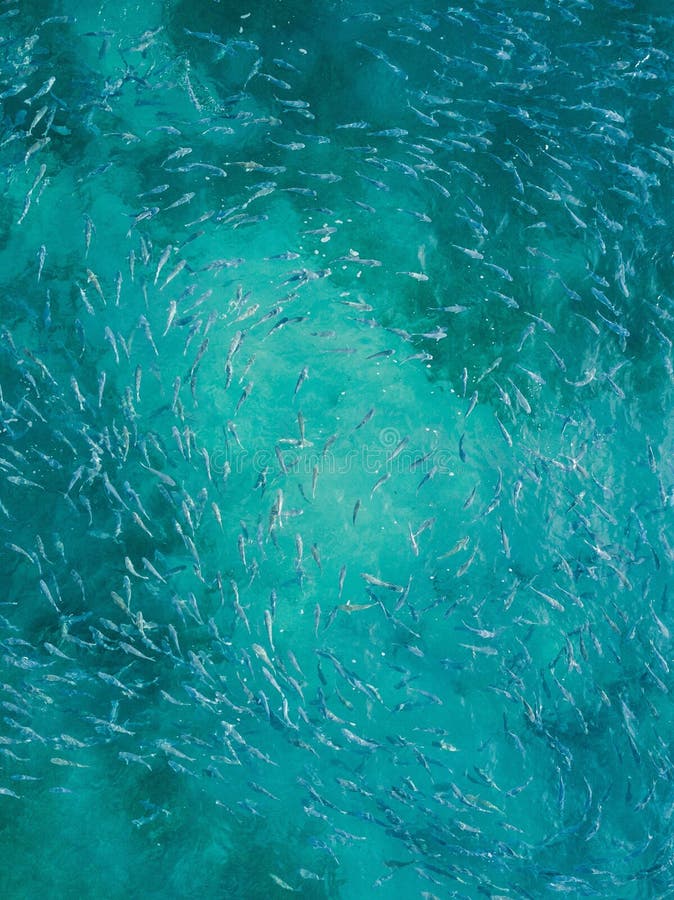Overhead Vertical Shot of a Plenty of Fish Swimming in the Sea Stock ...