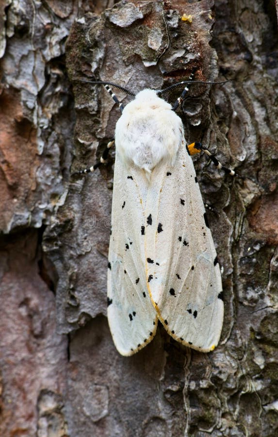 White moth on tree bark stock photo. Image of moth, fauna - 29514012