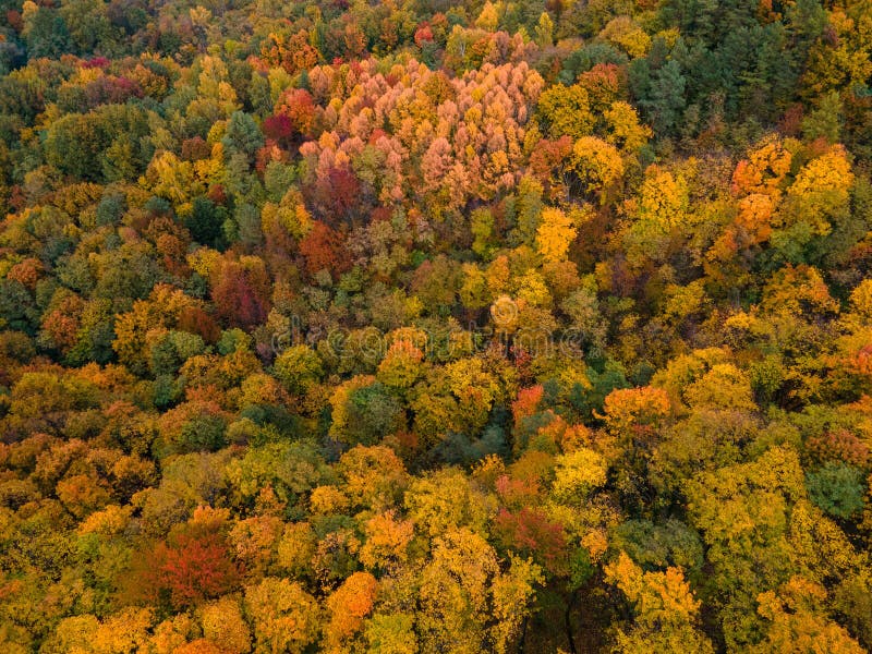 Overhead View Autumn Forest Texture Stock Photo - Image of colorful ...