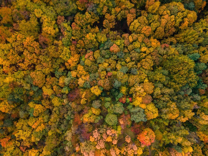 Overhead View Autumn Forest Texture Stock Photo - Image of leaf, nature ...