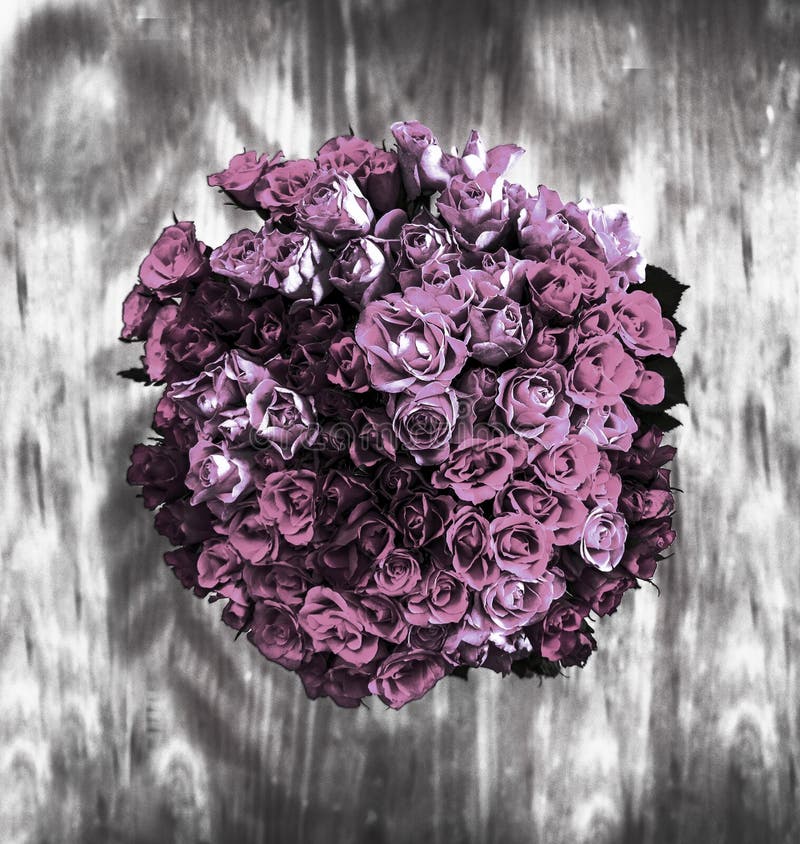 An Overhead View of a Bunch of 80 Roses in a Circular Shape a Li Stock ...