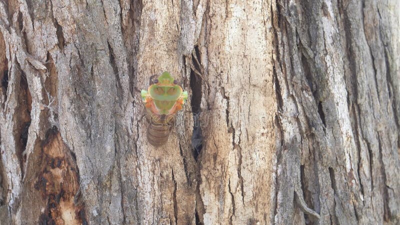Overhead View of a Cicada Emerging from Its Shell Stock Video - Video ...