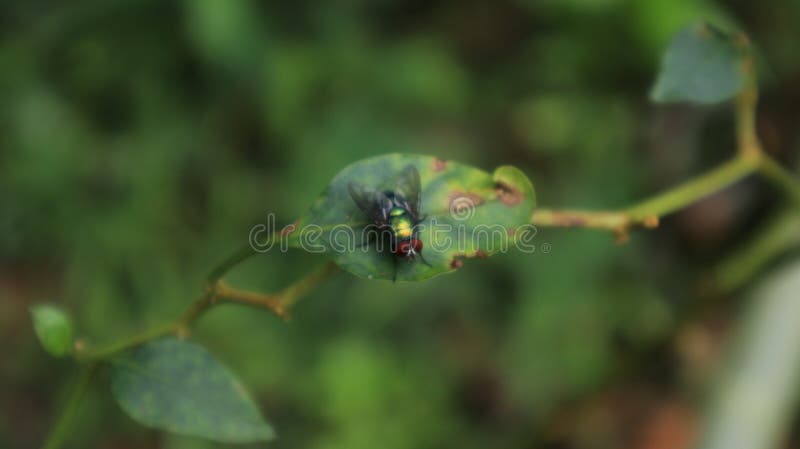 Forensic Entomologist Insect Stock Photos - Free & Royalty-Free Stock ...