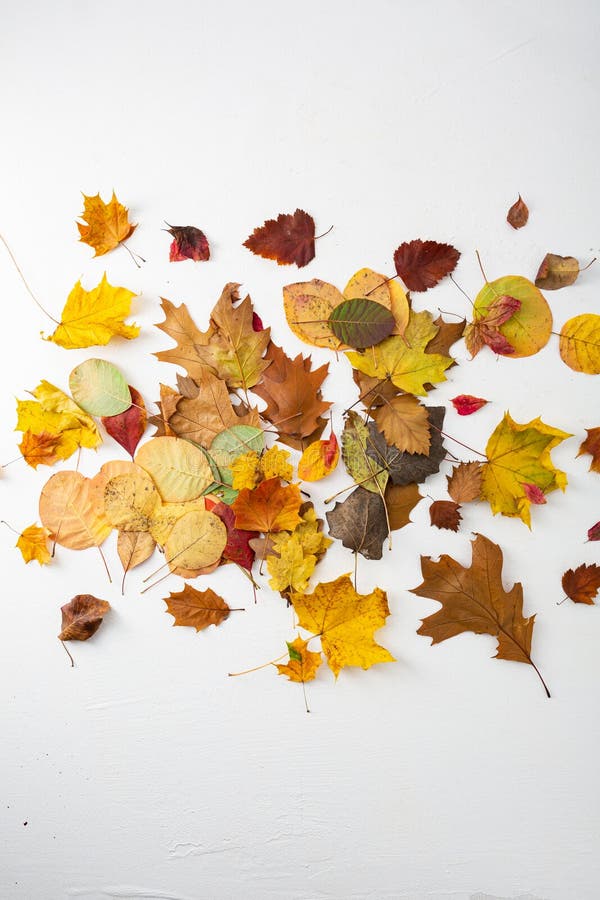 Overhead View of Autumn Leaves on White Surface Maple Oak Stock Photo ...