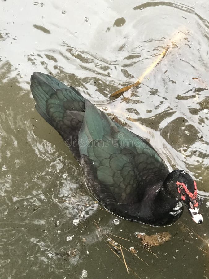 Overhead View of Duck Cairina Moschata Domestica Stock Photo - Image of ...
