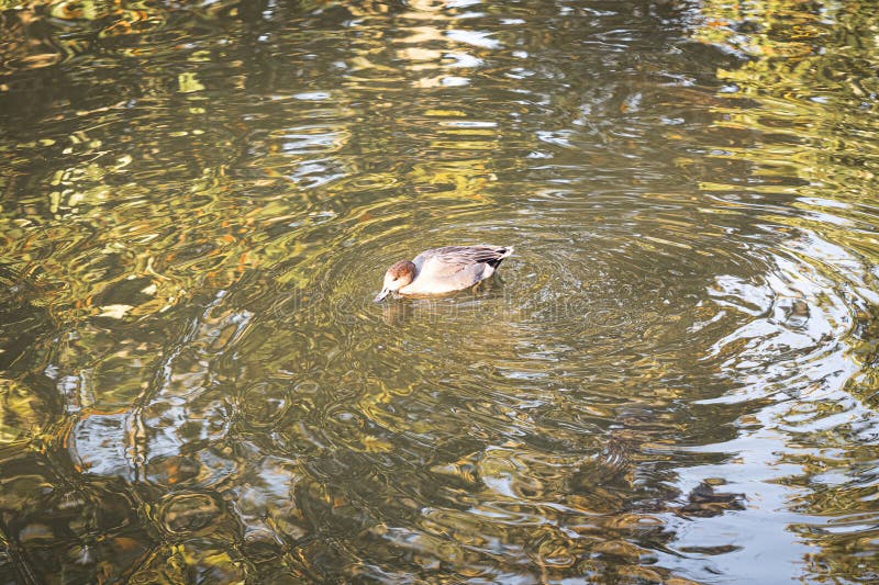An Overhead View of a Duck Swimming in a Pond, Creating Ripples on the ...
