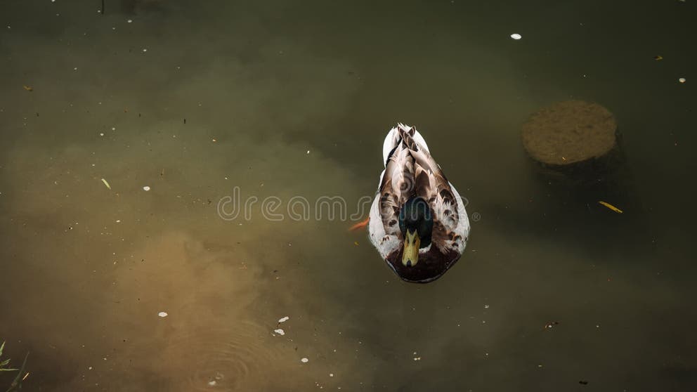 Overhead View of a Duck Swimming in a River Stock Image - Image of ...