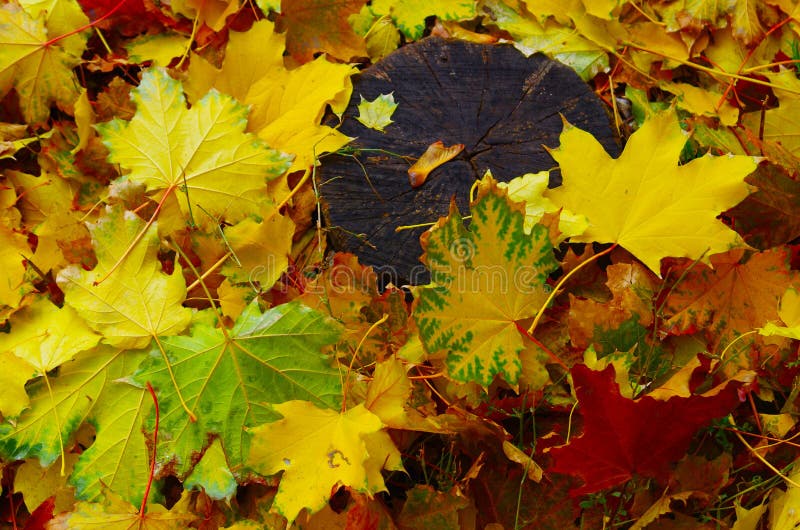 Autumn Foliage In Forest Picture. Image: 83035466