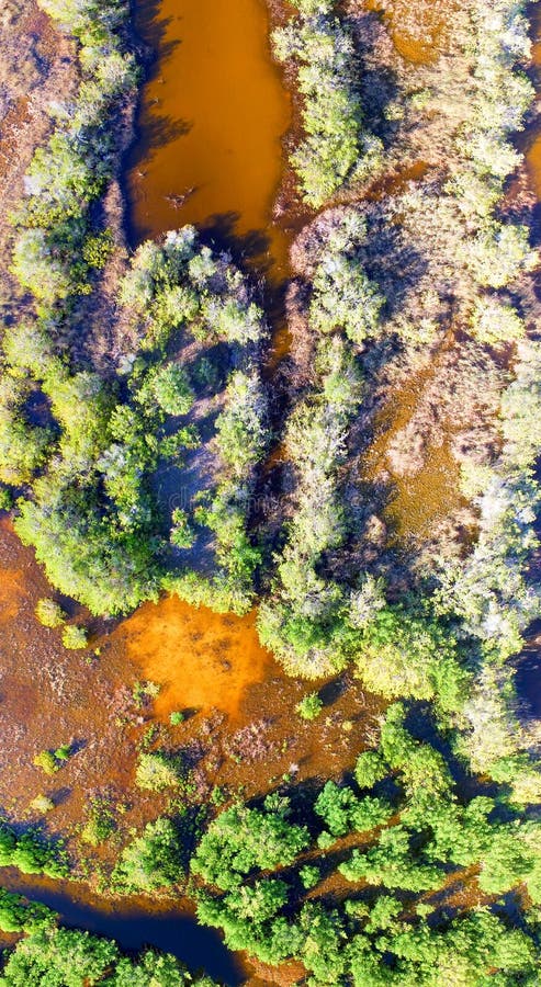 Overhead View of Florida Everglades Swamp - USA Stock Image - Image of ...